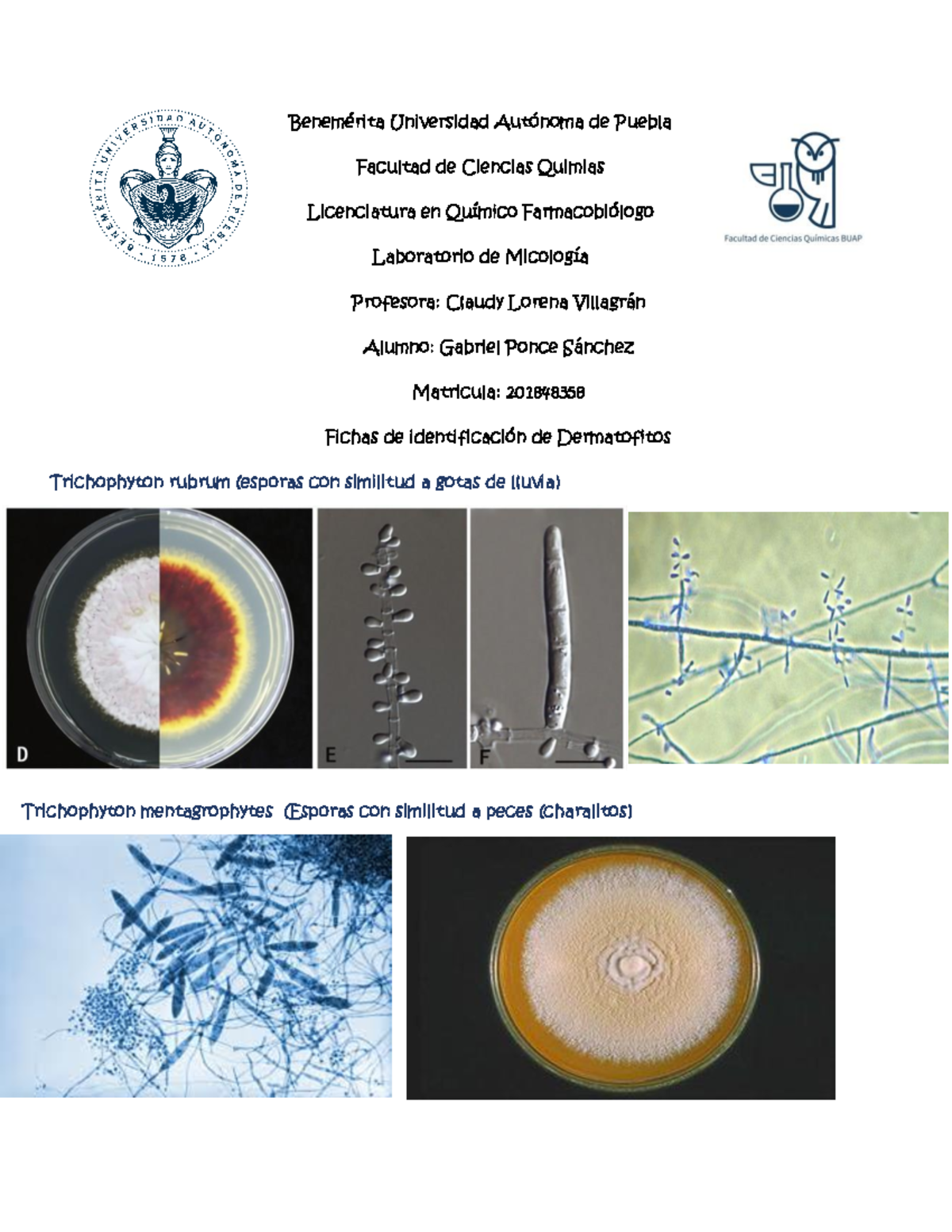 Fichas de dermatofitos - BenemÈrita Universidad AutÛnoma de Puebla ...