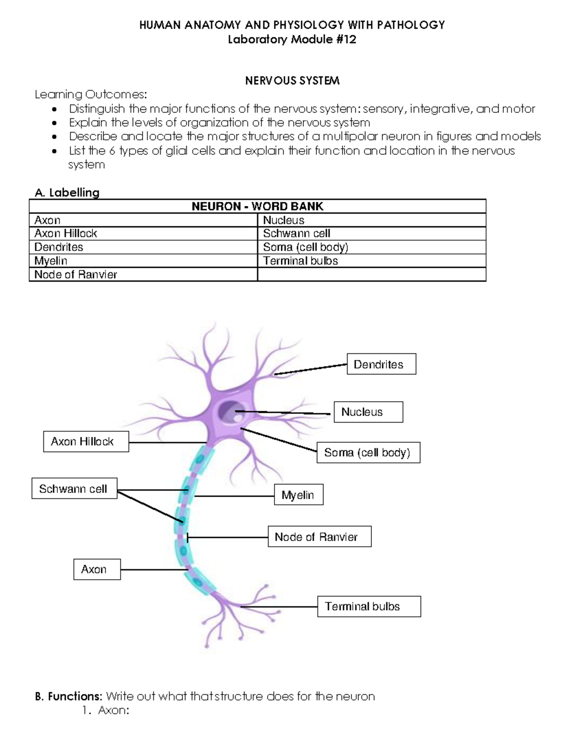 Nervous System 101 - Laboratory Module # 12 NERVOUS SYSTEM Learning ...