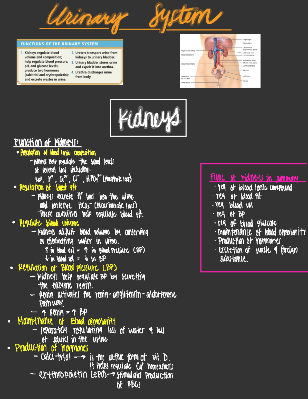 Urinary system chapter notes - NURS 214 - Studocu