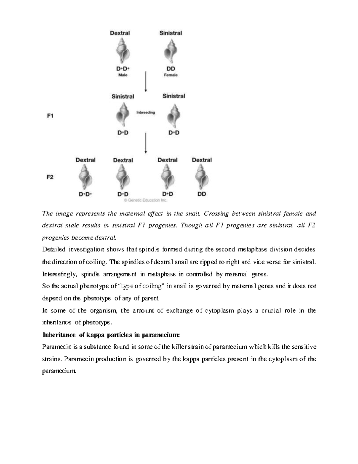 Molecular Biology-47 - The image represents the maternal effect in the ...
