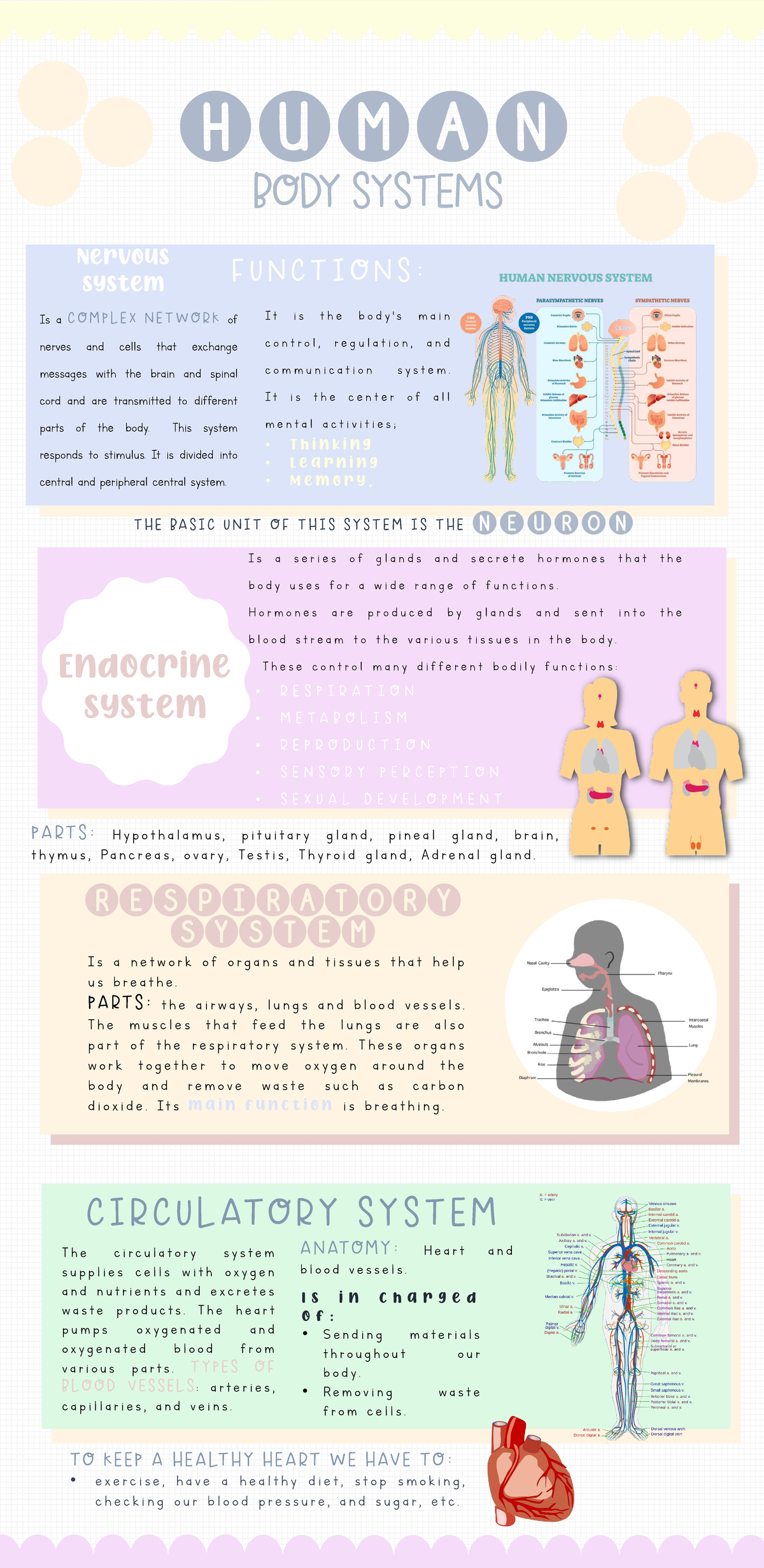 395490 21 08 16 23 25 09 1678 - H U M A N BODY SYSTEMS Nervous system ...