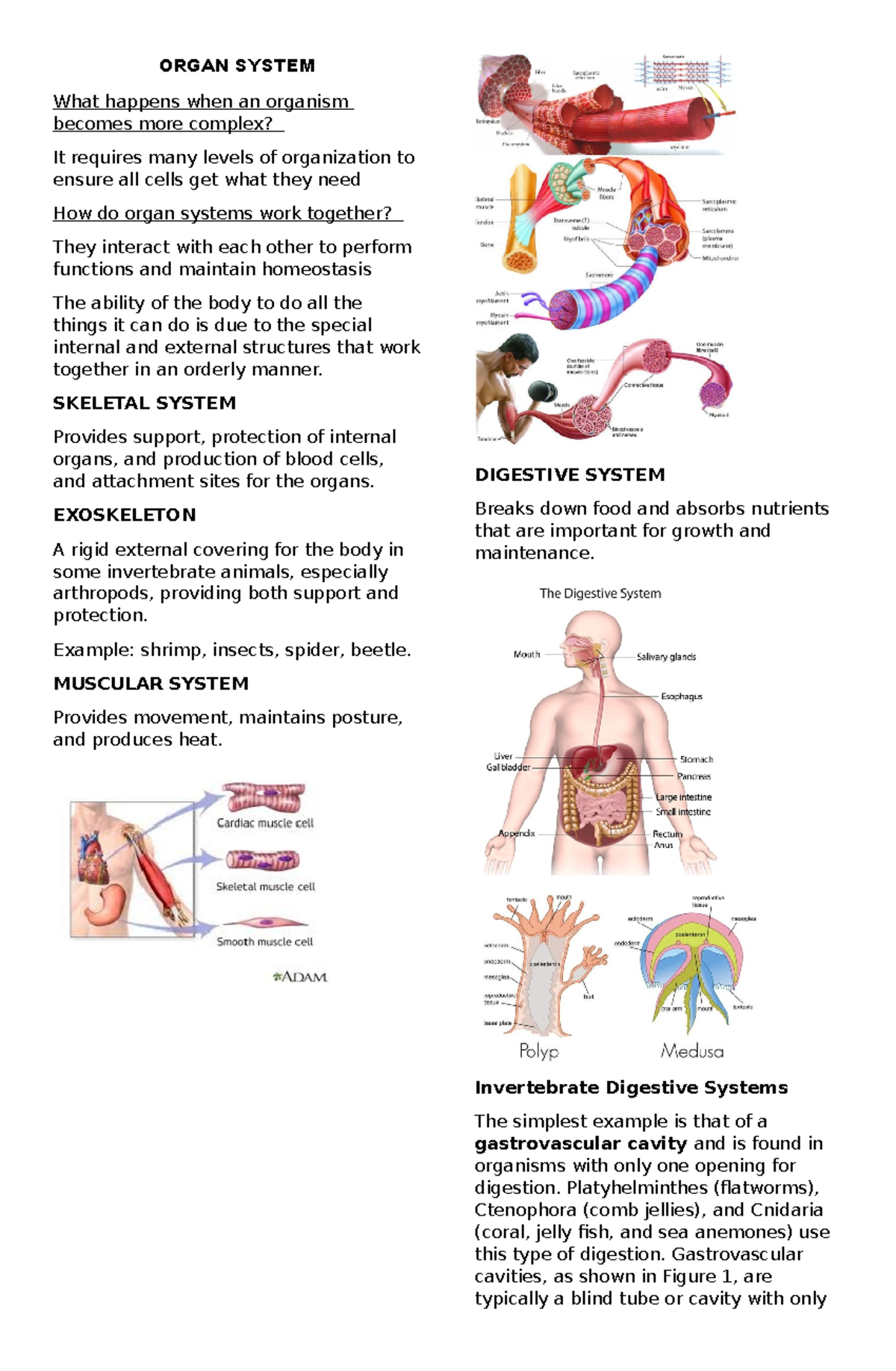 ELS Notes - Organ systems - ORGAN SYSTEM What happens when an organism ...