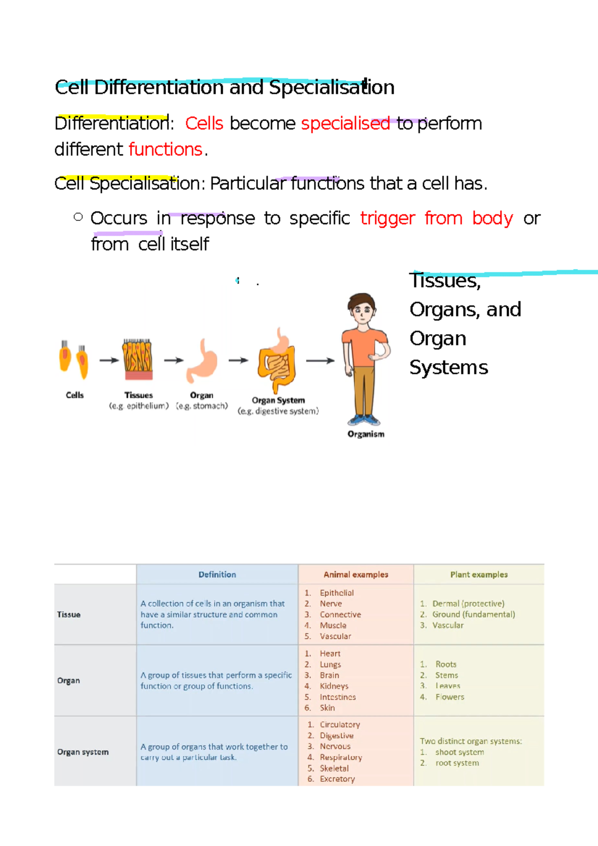 Weeeeeeeeeeeeee - Cell Differentiation and Specialisation ...