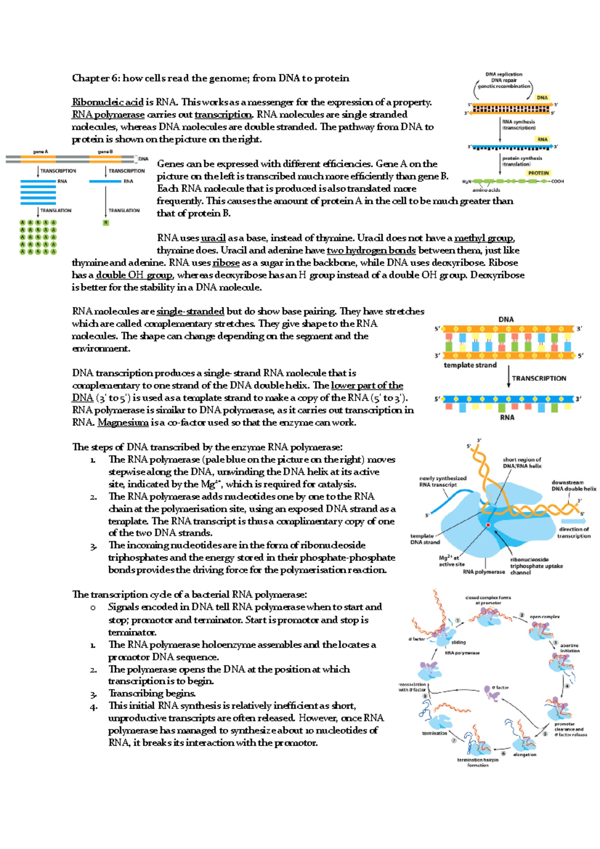molecular biology of the cell chapter 6 summary - Chapter 6: how cells ...