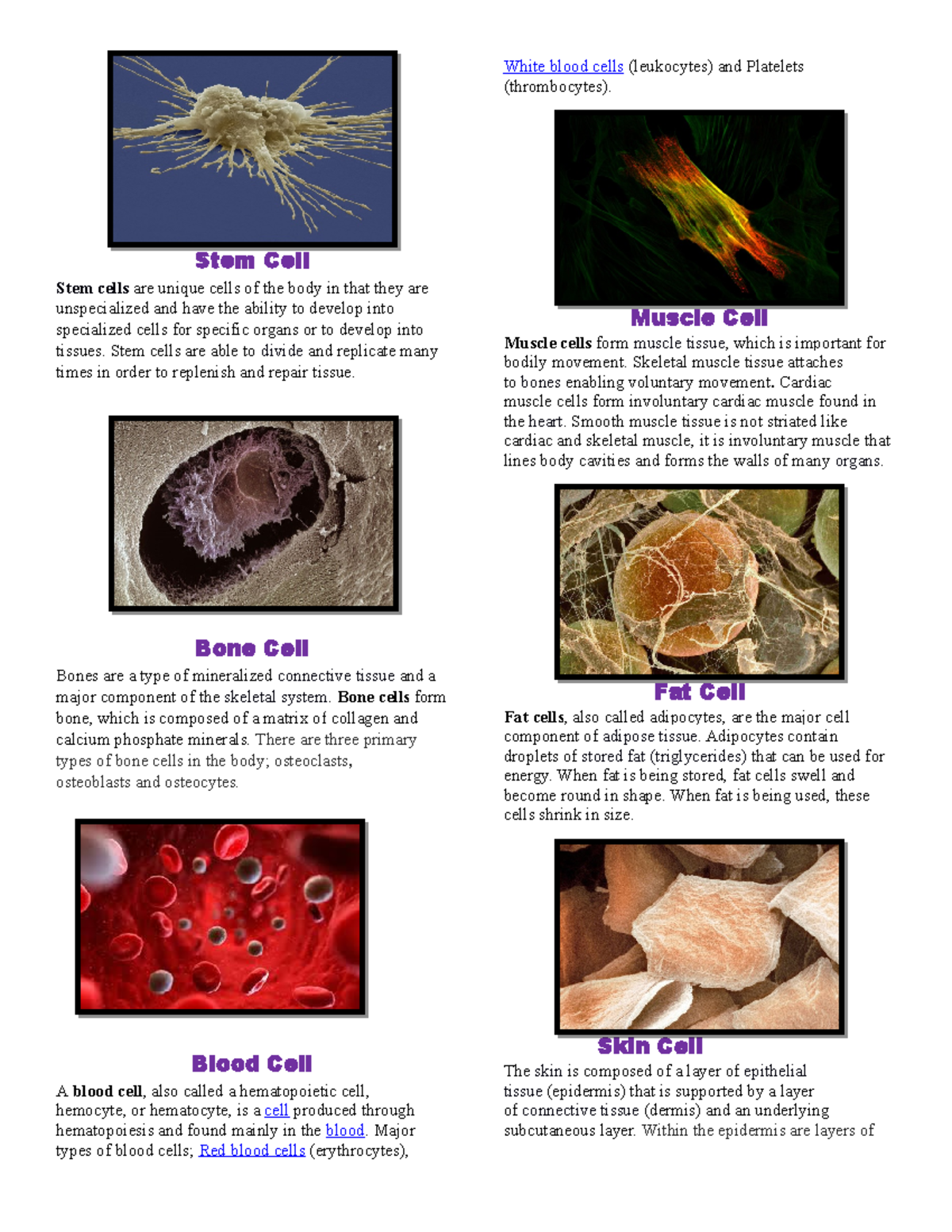 Cell-biology - chemistry - Stem Cell Stem cells are unique cells of the ...