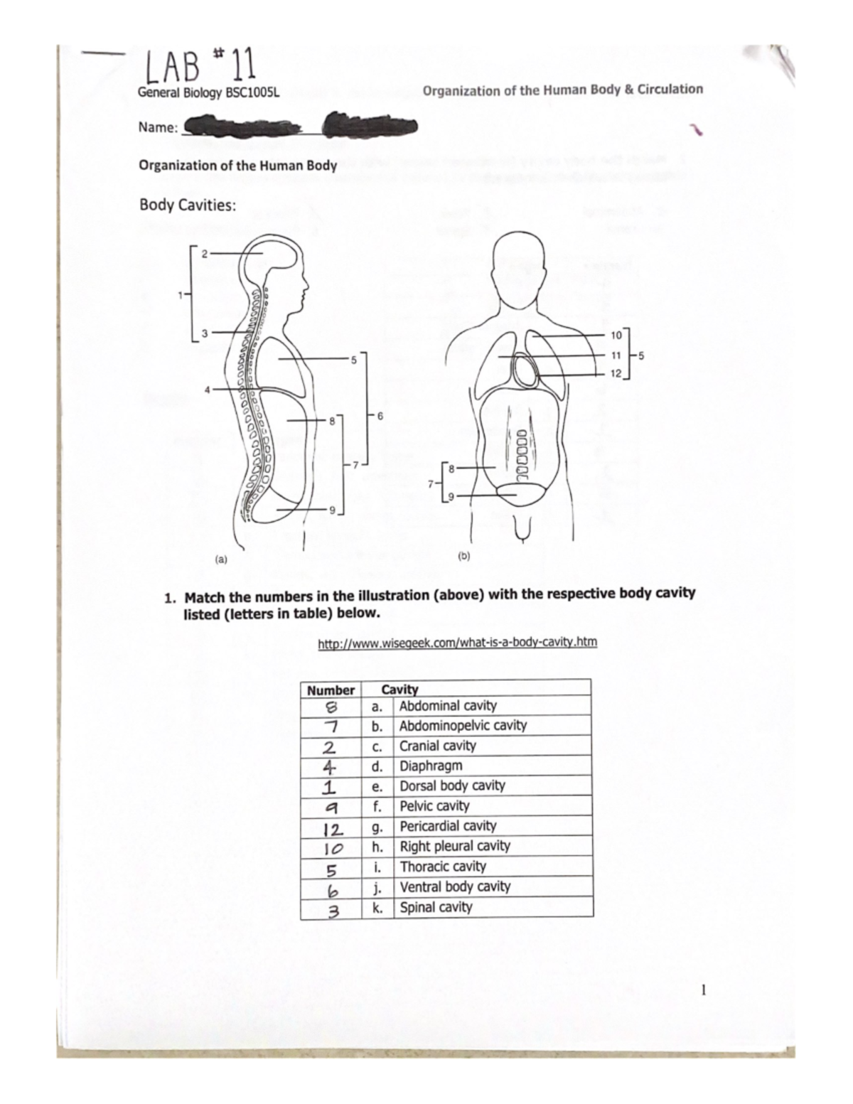 LAB #11 Organization of the Human Body - BSC 1005L - Studocu