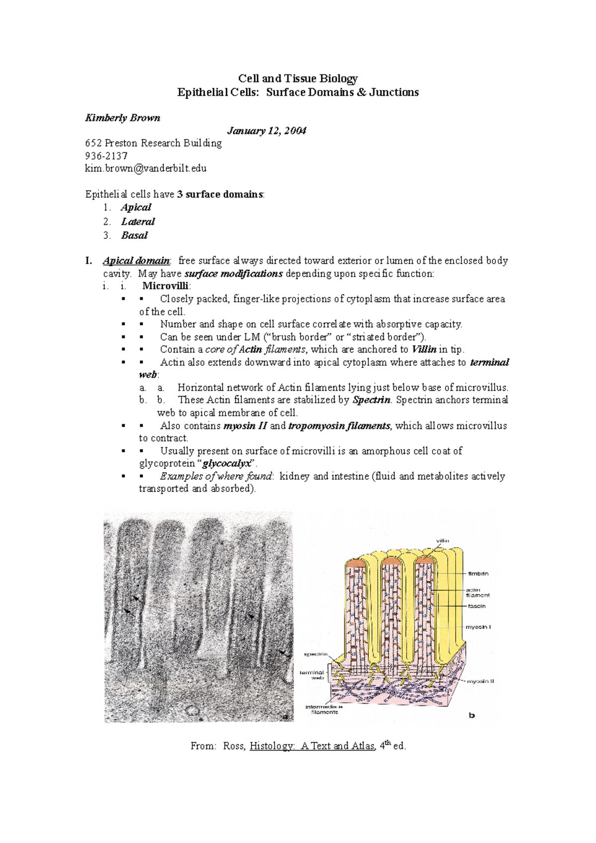 Epithelium and Cell Junctions - Cell and Tissue Biology Epithelial ...
