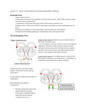 Primary motor Cortex - Precentral gyrus contains topographic map on the ...