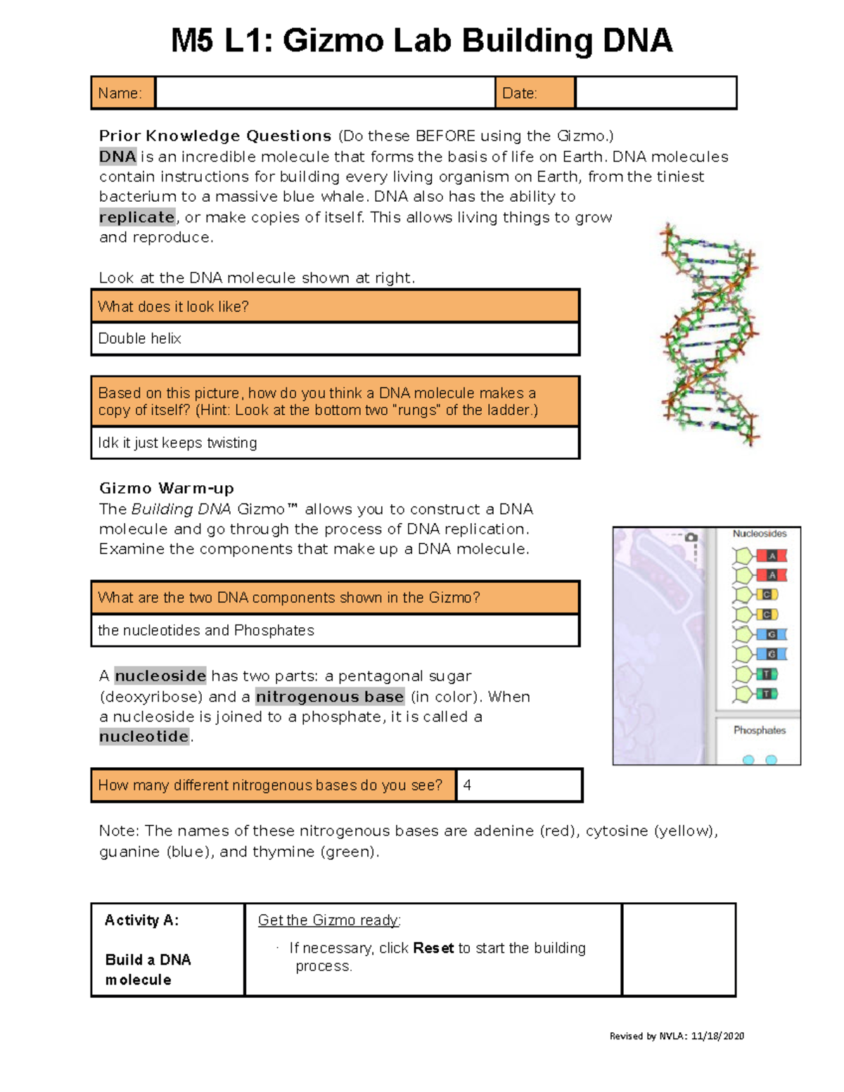 Copy of M5 L1 Gizmo Lab Building DNA - Name: Date: Prior Knowledge ...