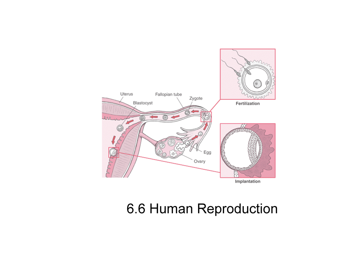 6.6 Reproduction - Lecture notes 6 - 6 Human Reproduction 6.6 Draw and ...