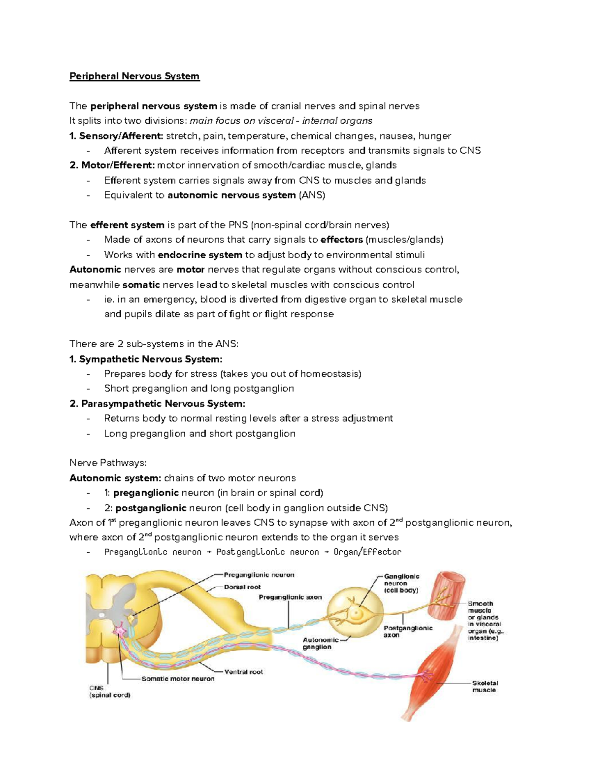 Peripheral Nervous System - in an emergency, blood is diverted from ...