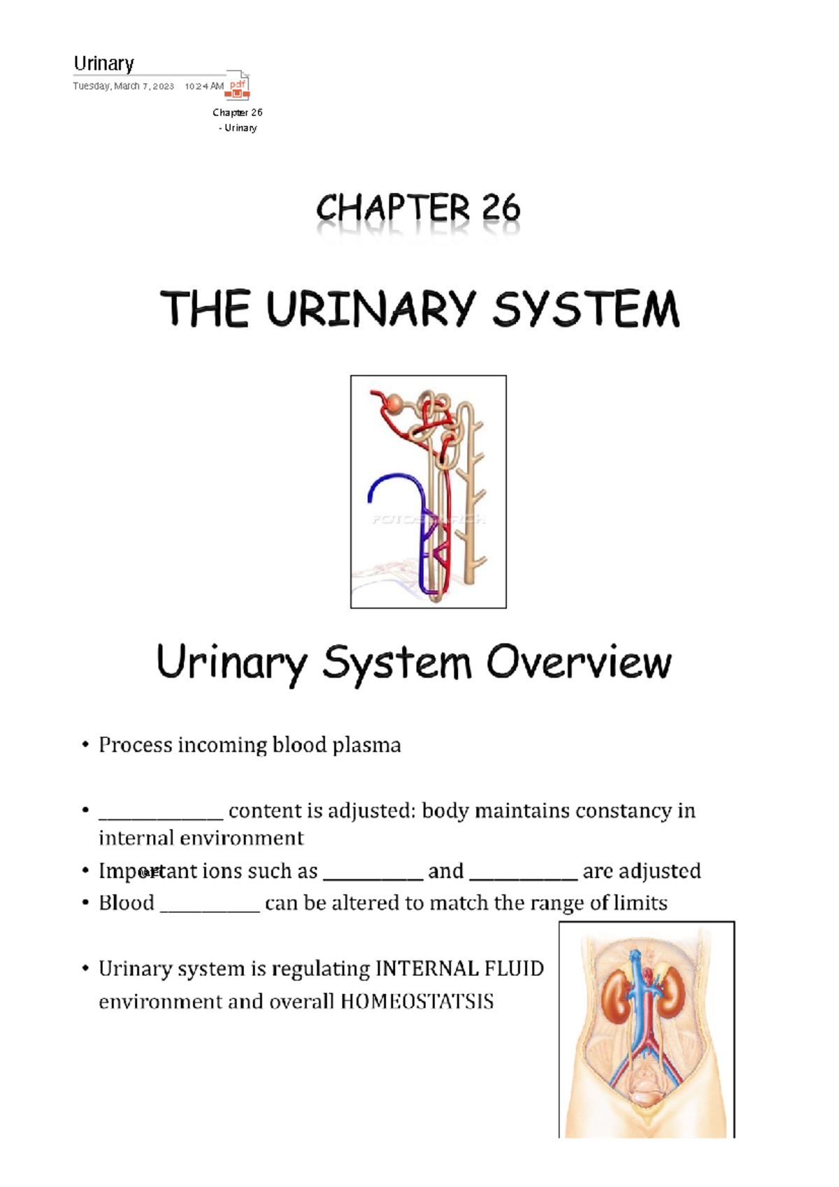 A&P2 - a&p - Urinary Tuesday, March 7, 2023 10:24 AM water Chapter 26 ...