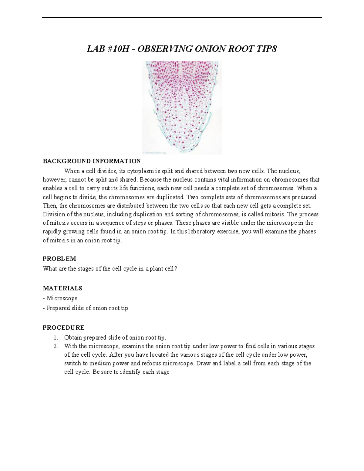 Lab 10H - Observing Onion ROOT TIPS - LAB #10H - OBSERVING ONION ROOT ...