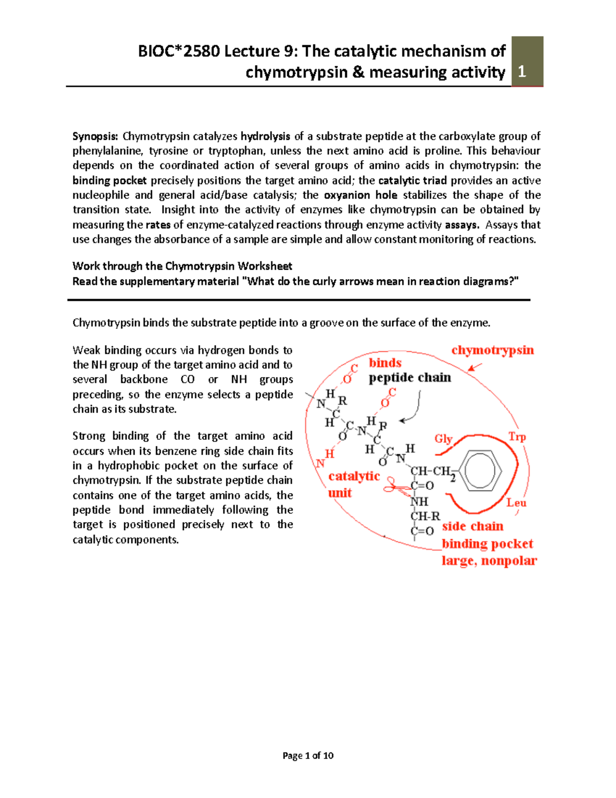 Lecture 9-Chymo-Abs - Notes for class - chymotrypsin & measuring ...