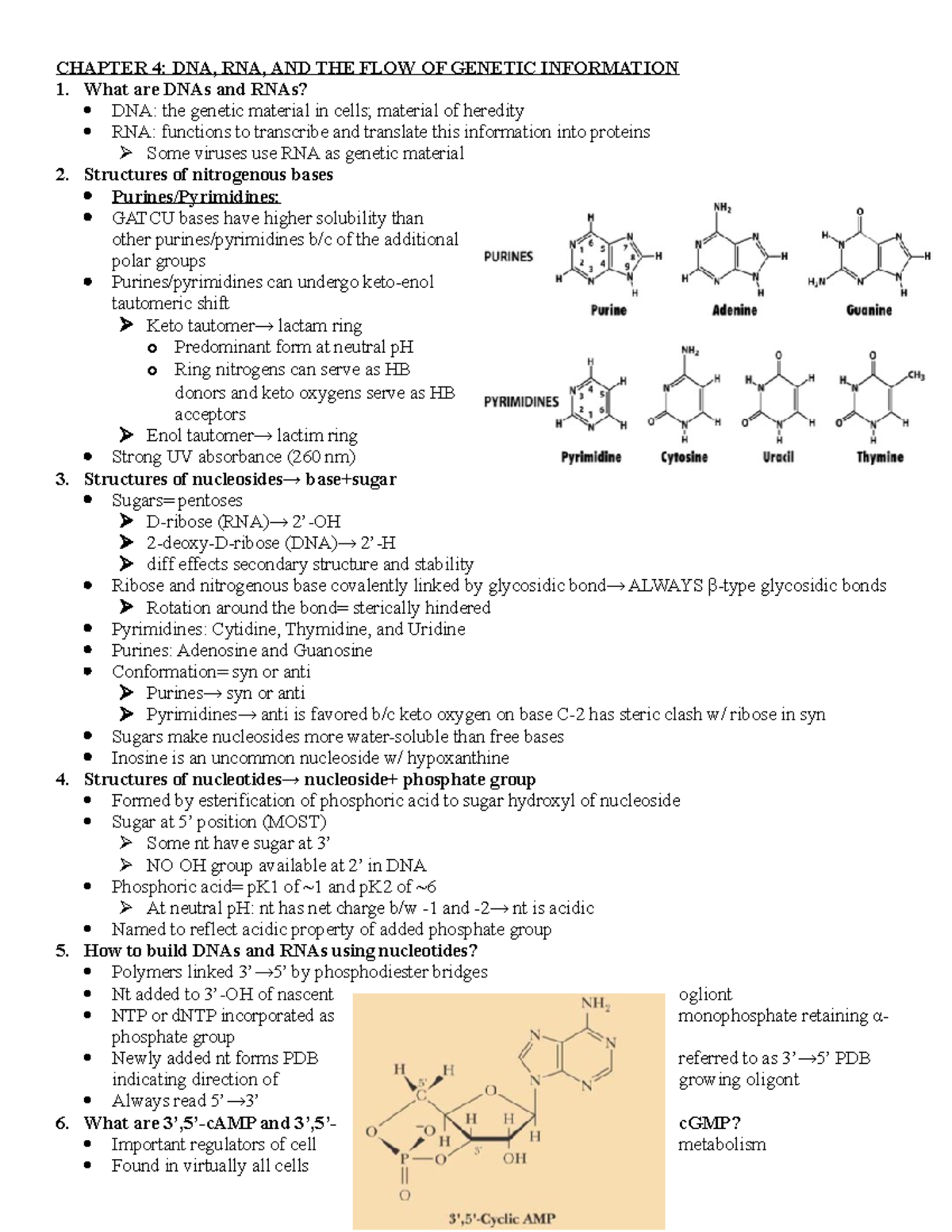 Biochem Exam 2 - CHAPTER 4: DNA, RNA, AND THE FLOW OF GENETIC ...