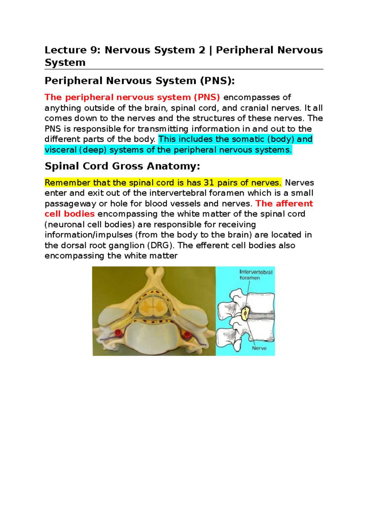 Lecture 9 Nervous System 2 - Lecture 9: Nervous System 2 | Peripheral ...