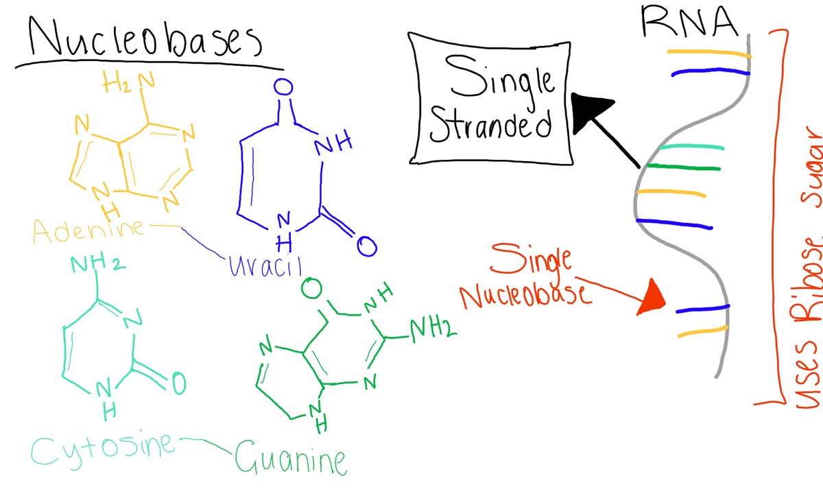 Biology 0207 - Photo Study Guide - Nucleobases RNA H2 Single N N NH ...