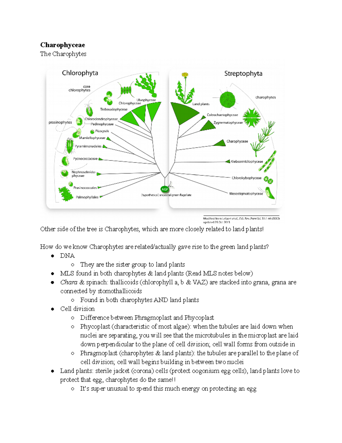 Charophyceae - Dr. Bailey - Charophyceae The Charophytes Other side of ...