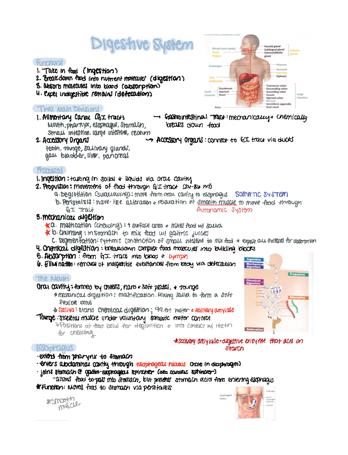 Digestive system - Digestivesystem Functions 1 Take infood ingestion 2 ...