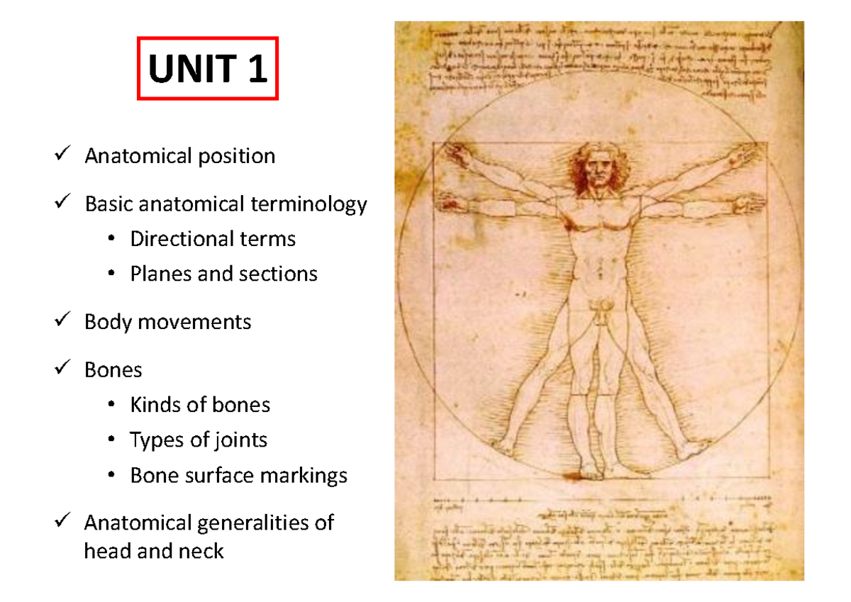 Unit 1 Basic anatomical terminology (DB) - ü Anatomical position ü ...
