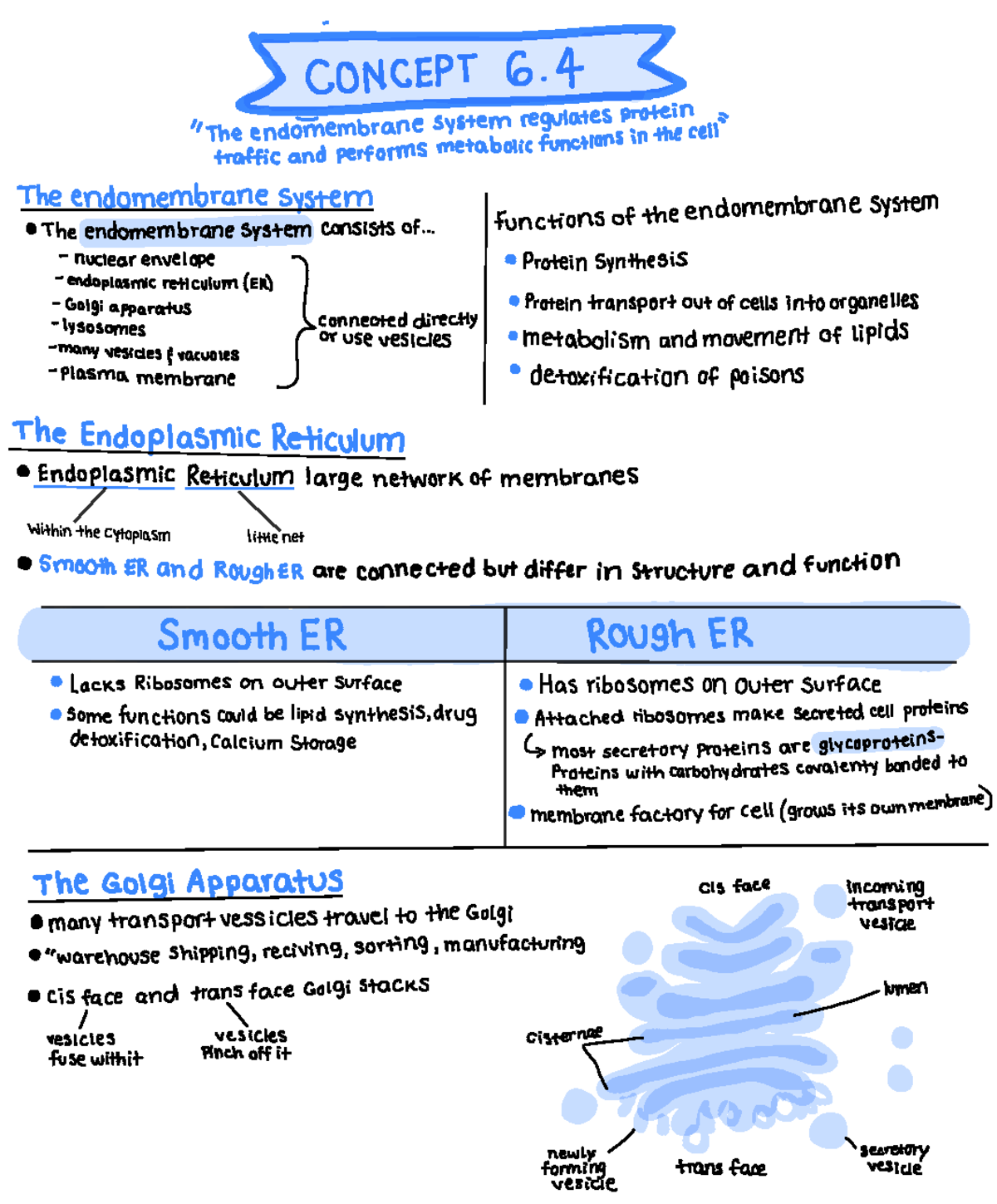 The Endomembrane System - Studocu