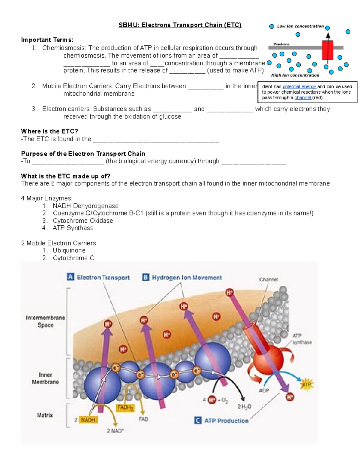 4-electron transport chain- student - 17976 - BCU - Studocu