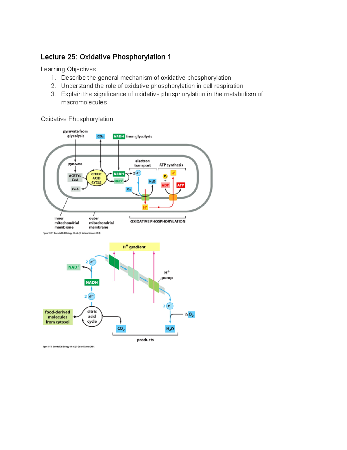 AVBS2005 Oxidative Phosphorylation Unit Notes - Lecture 25: Oxidative ...
