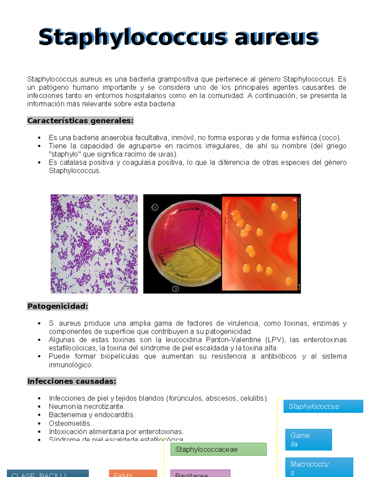 Guia bacter staphy - Staphylococcus aureusStaphylococcus aureus Staphylococcus aureus es una ...