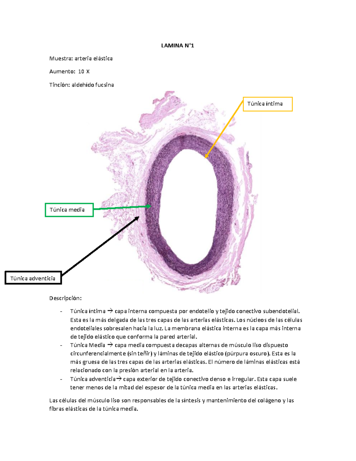 Semana 2 informe - laminas de lab - LAMINA N° Muestra: arteria elástica ...