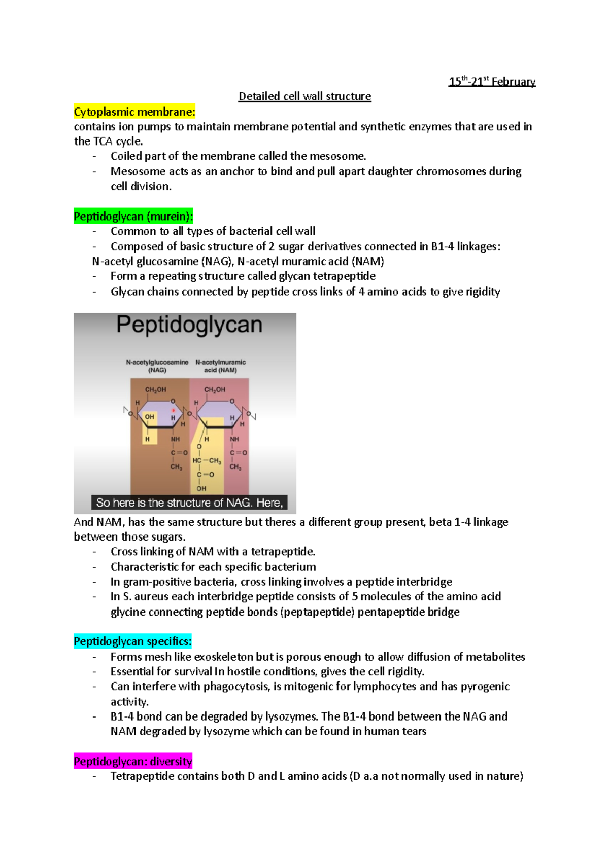 Detailed cell wall structure - 15th - 15 th -21 st February Detailed ...