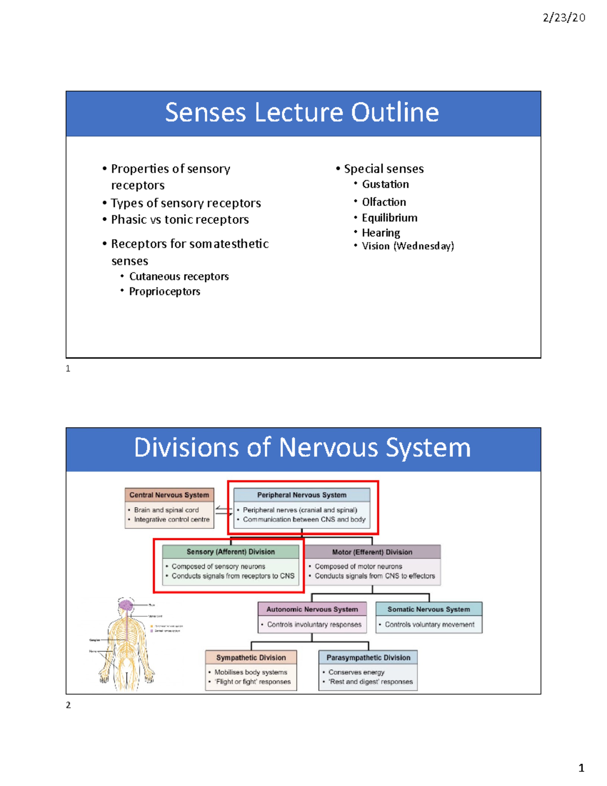 Senses Lecture Notes - Senses Lecture Outline Properties of sensory ...