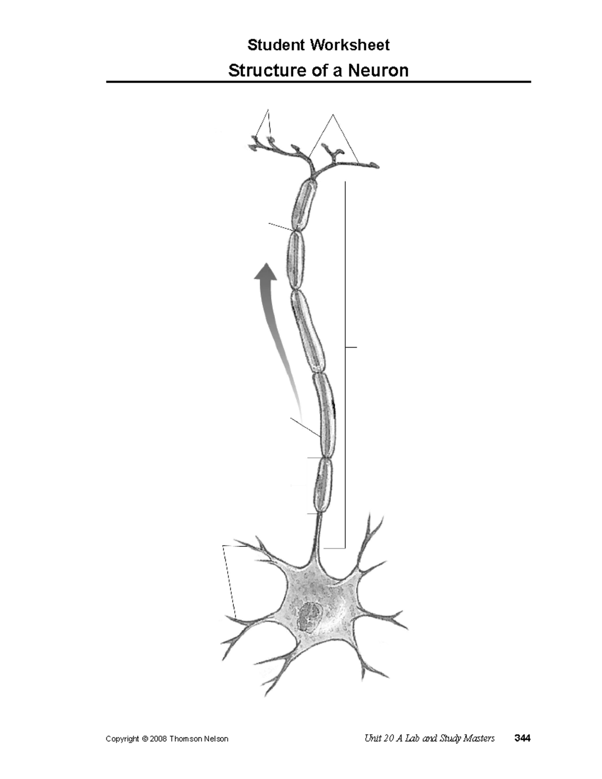 Neuron Structure - Biol 0115 - Student Worksheet Structure of a Neuron ...