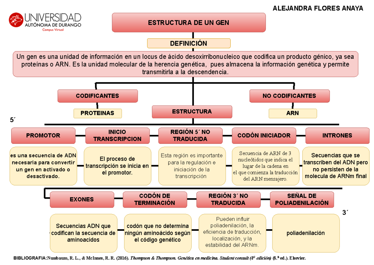 Diagrama de la Estructura gen (GENETICA MEDICA ) - ESTRUCTURA DE UN GEN ...