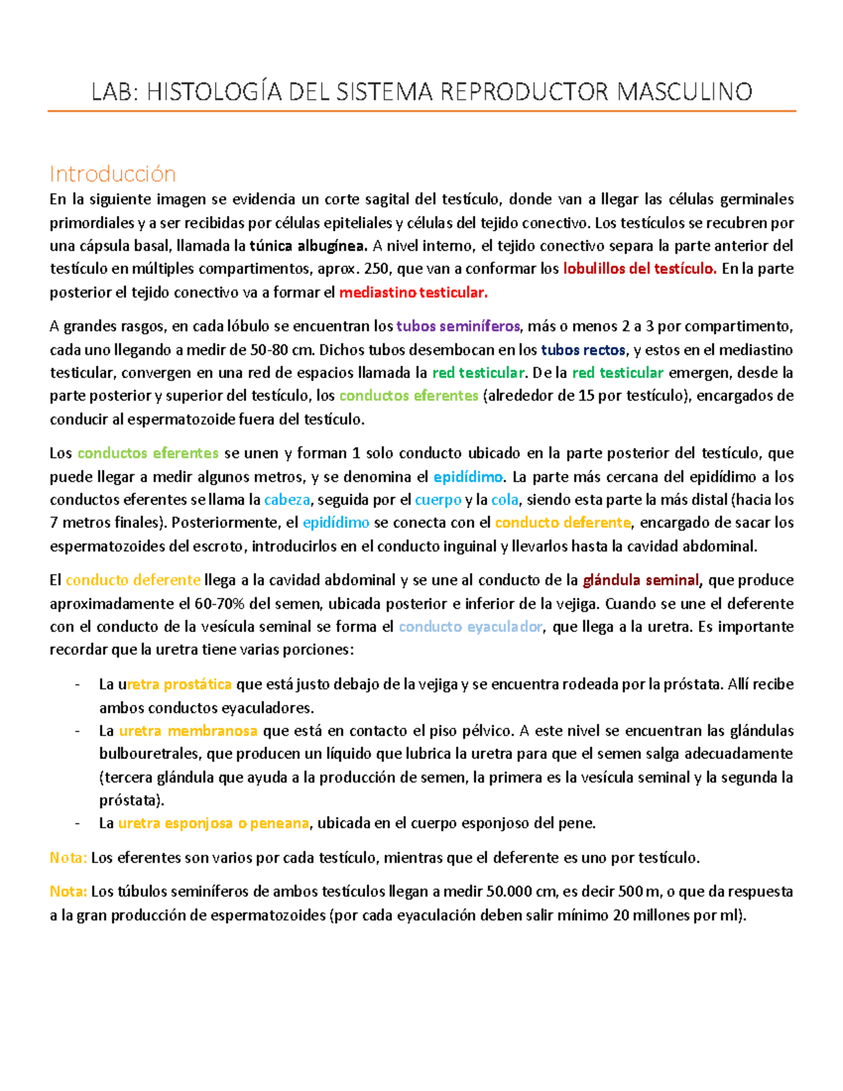 Práctica histología sistema reproductor masculino - Warning: TT: undefined function: 32 Warning ...