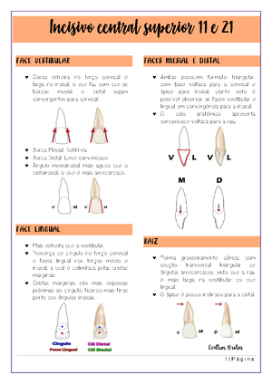 Anatomia dental - Anatomia 1 1 | P á g i n a O dente faz par te do Ûrg ...