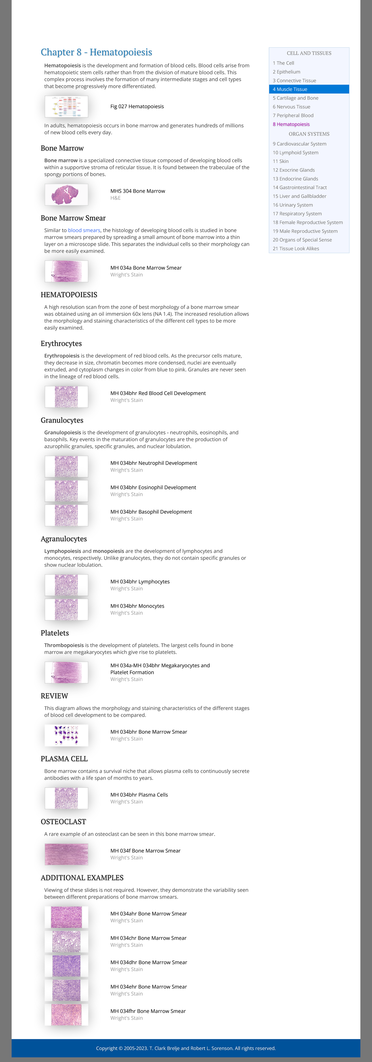 Hematopoiesis Histology Guide - CELL AND TISSUES 1 The Cell 2 ...