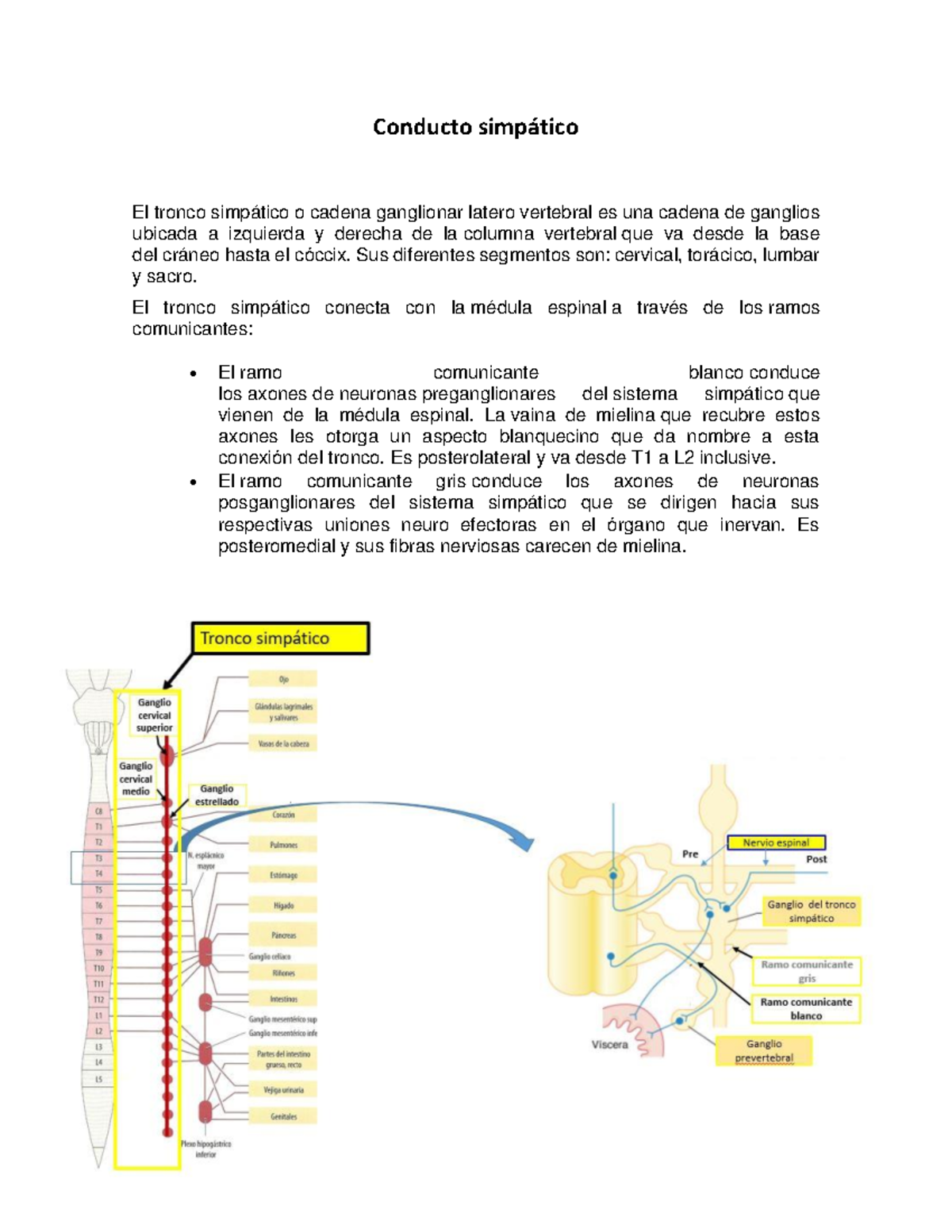 Apuntes del conducto simpático y sus diferentes partes - Conducto ...