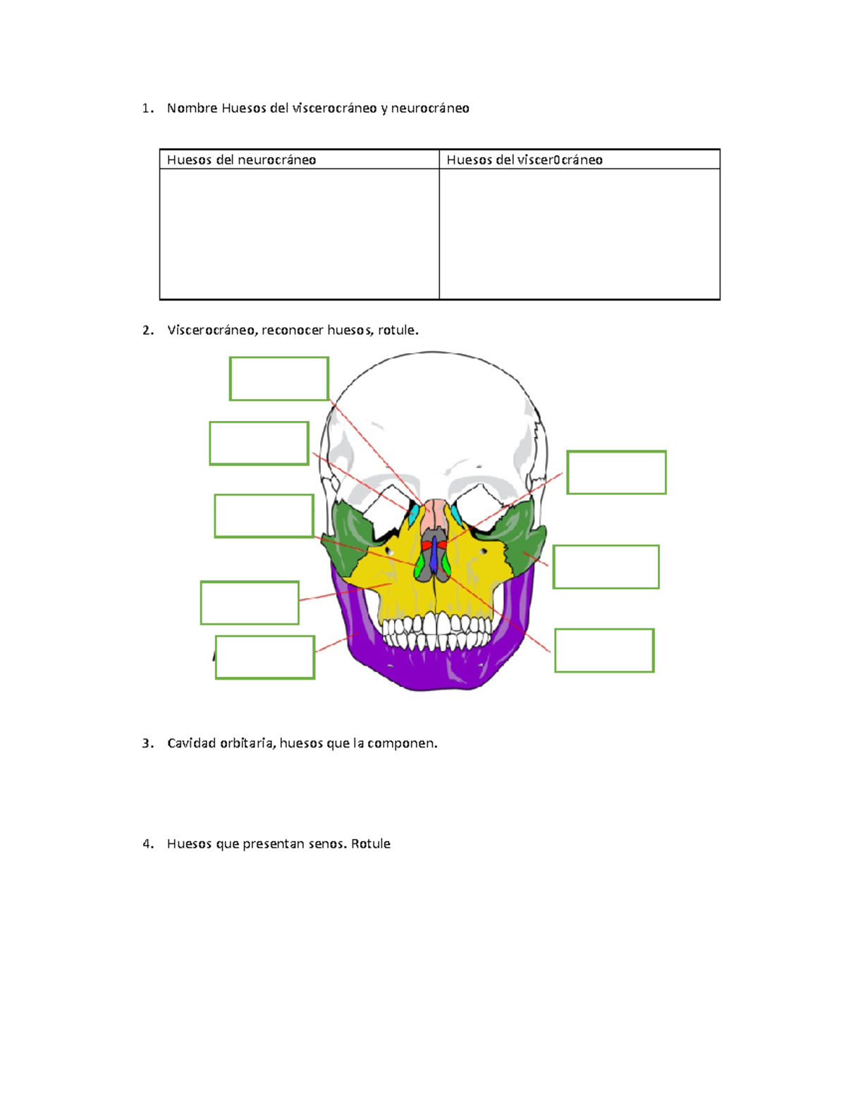 GUIA DE Repaso Anatomã A Cabeza Y Cuello - Nombre Huesos del ...
