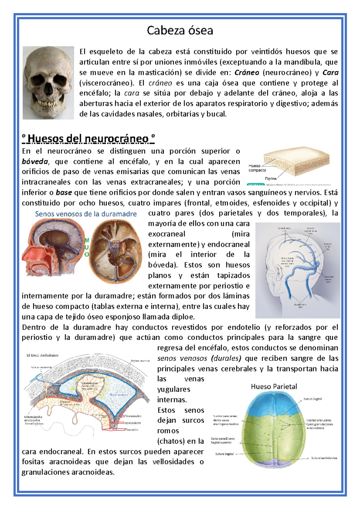Resumen cabeza ósea - Cabeza ósea El esqueleto de la cabeza está ...