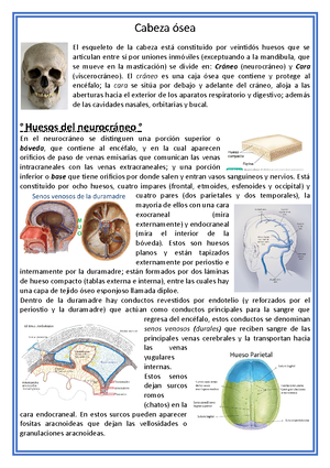 Resumen traquea cervical - TRÁQUEA CERVICAL Trachea (del gr. trachys ...