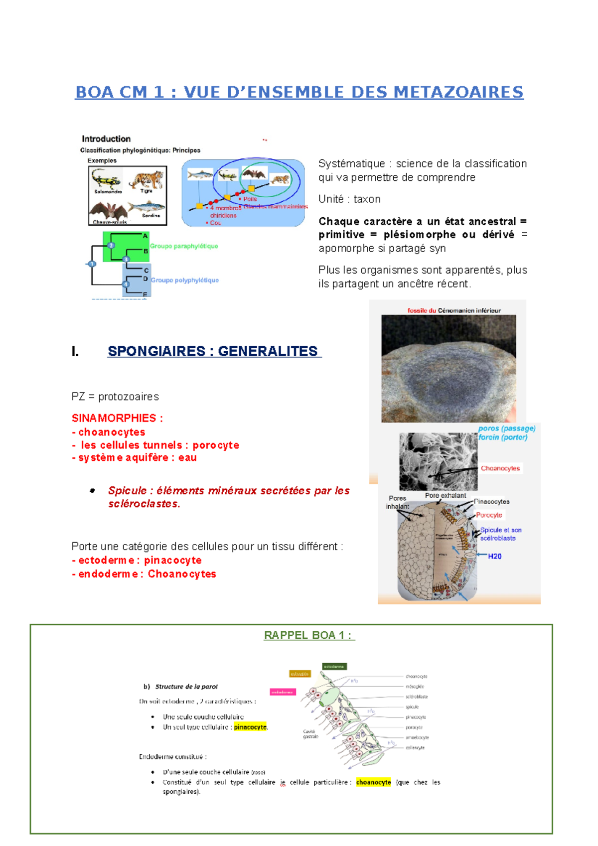 BOA 2 - SPONGIAIRES - BOA CM 1 : VUE D’ENSEMBLE DES METAZOAIRES ...
