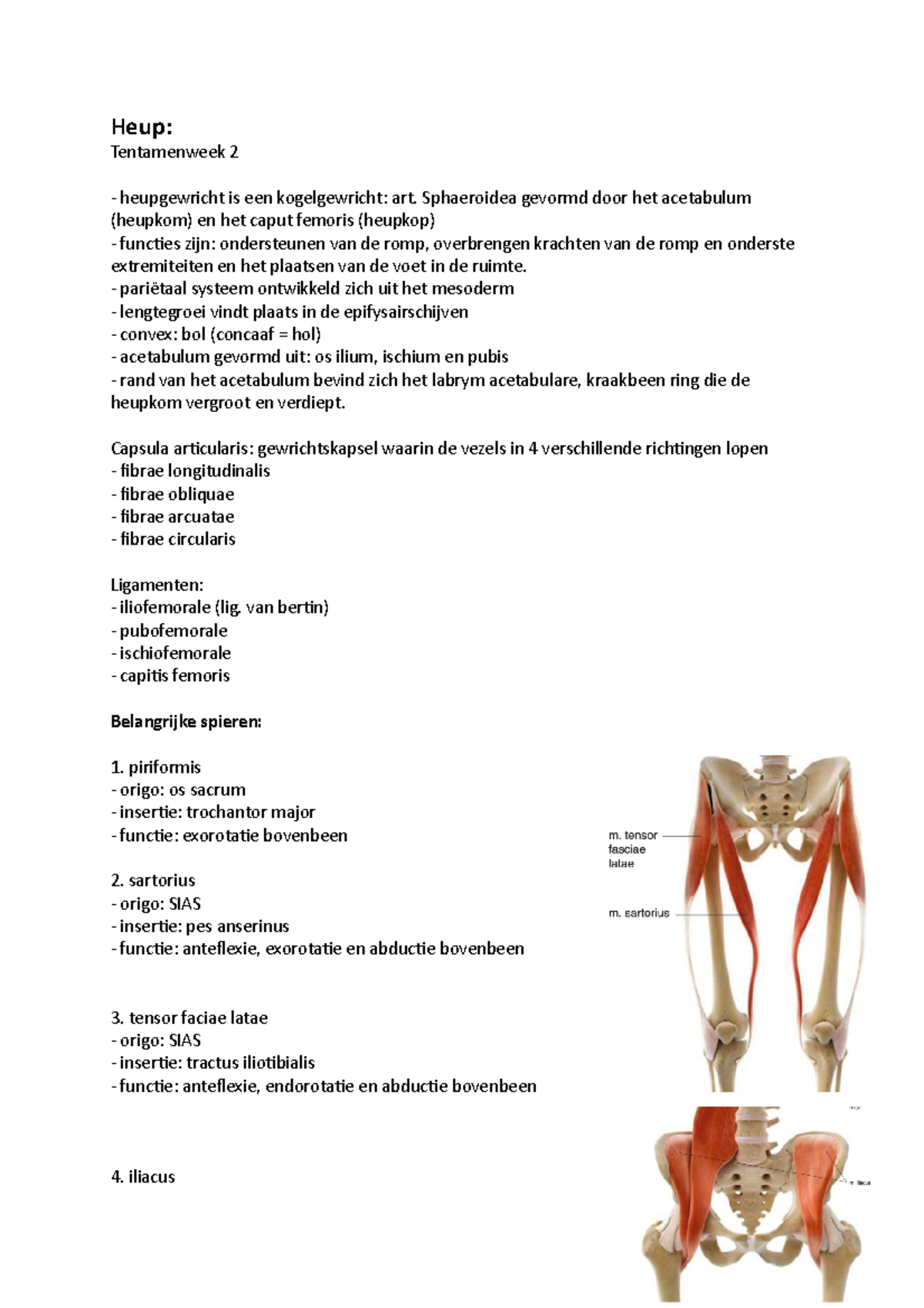Heup definitief: origo en insetie - Heup: Tentamenweek 2 heupgewricht ...