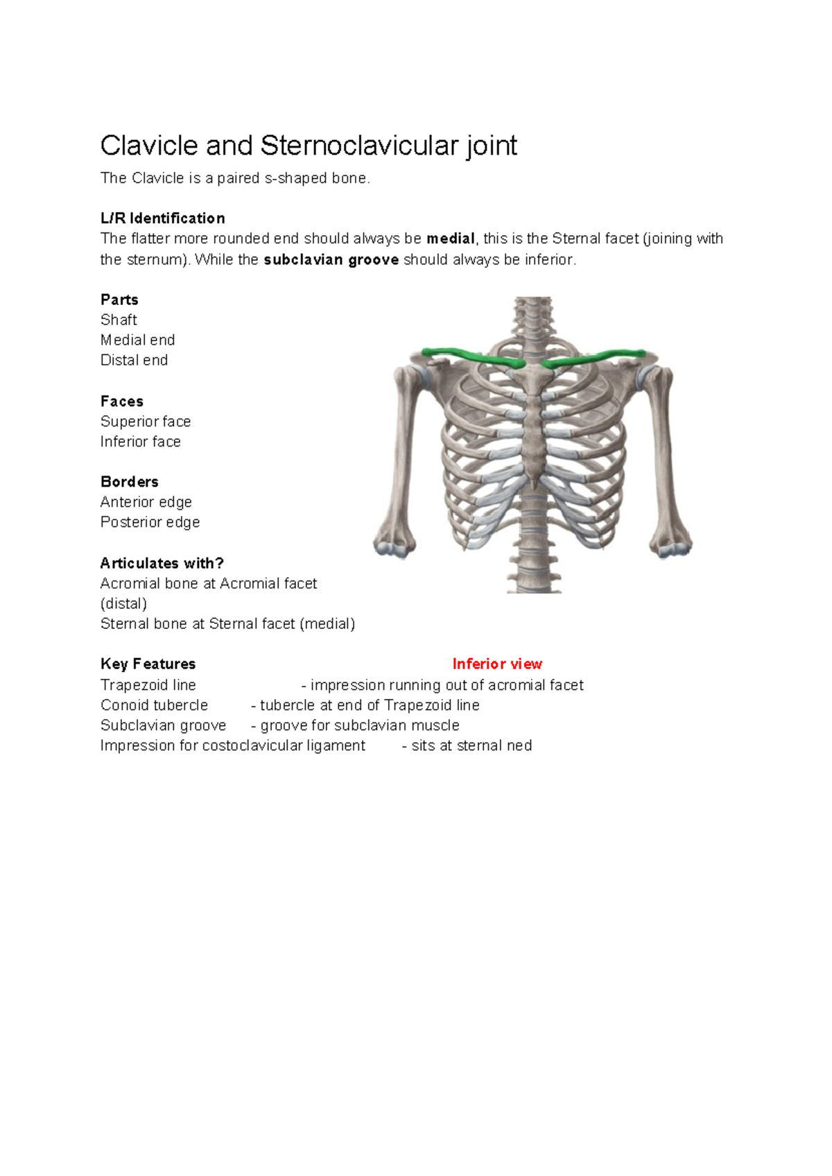 Upper Limb - .//. - Clavicle and Sternoclavicular joint The Clavicle is ...