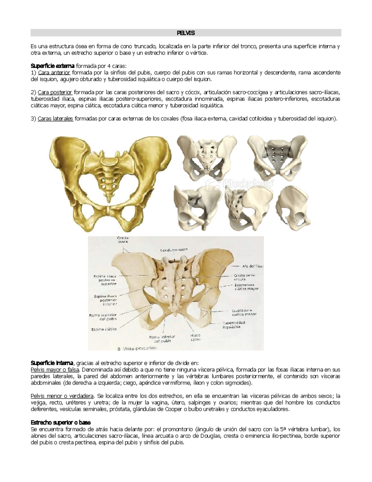 Pelvis 2023 - saas - PELVIS Es una estructura ósea en forma de cono ...