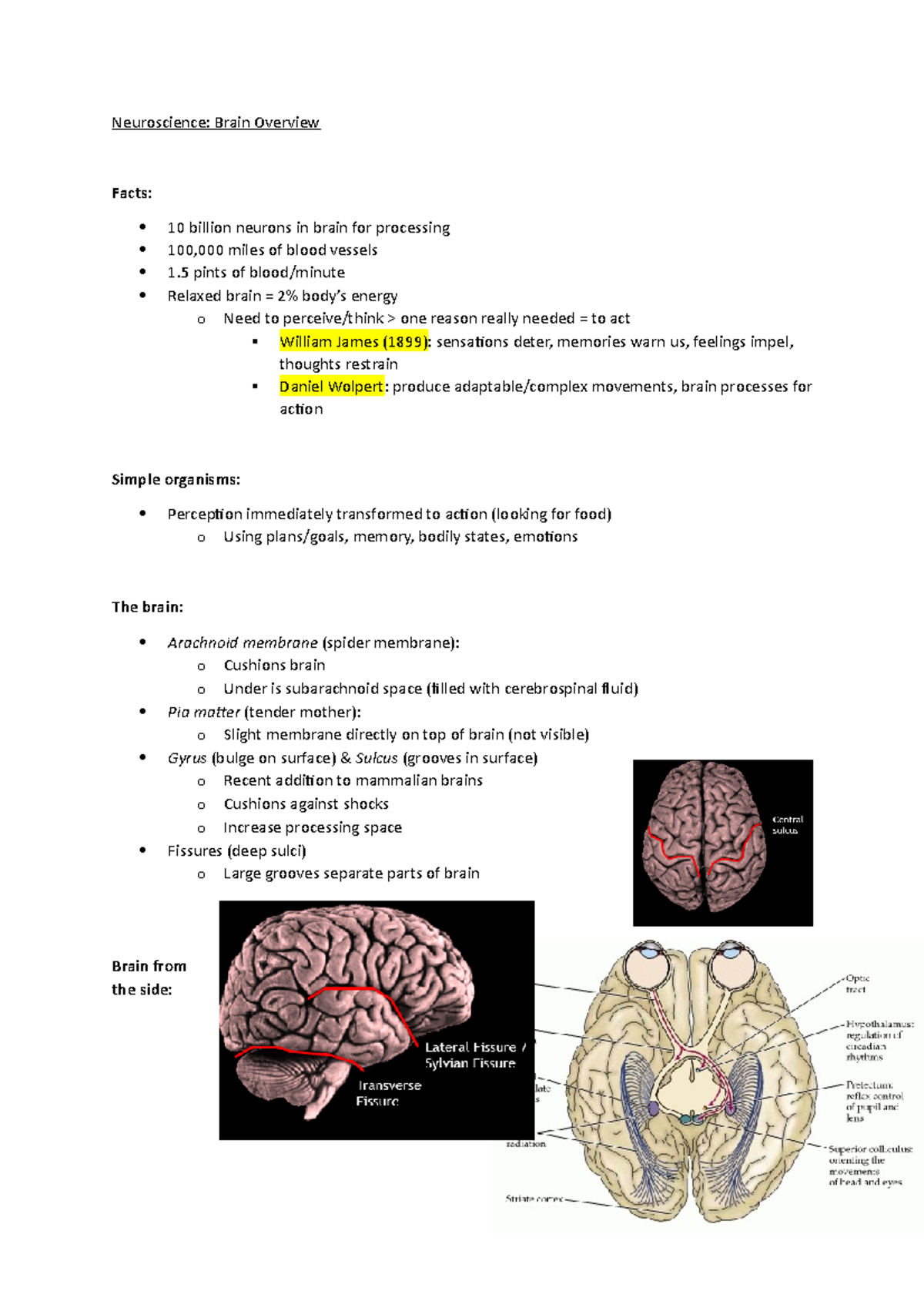 Neuroscience - Brain Overview - Neuroscience: Brain Overview Facts: 10 ...