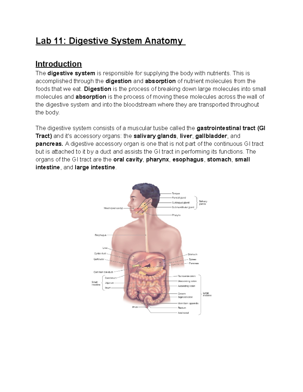 Anatomy Exam 2 Notes - Lab 11: Digestive System Anatomy Introduction ...