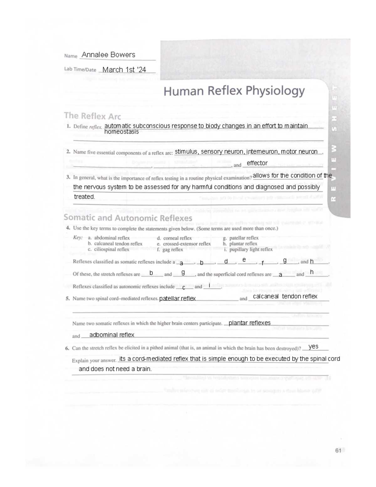Review Sheet Human Reflex Physiology at Helen Phillips blog