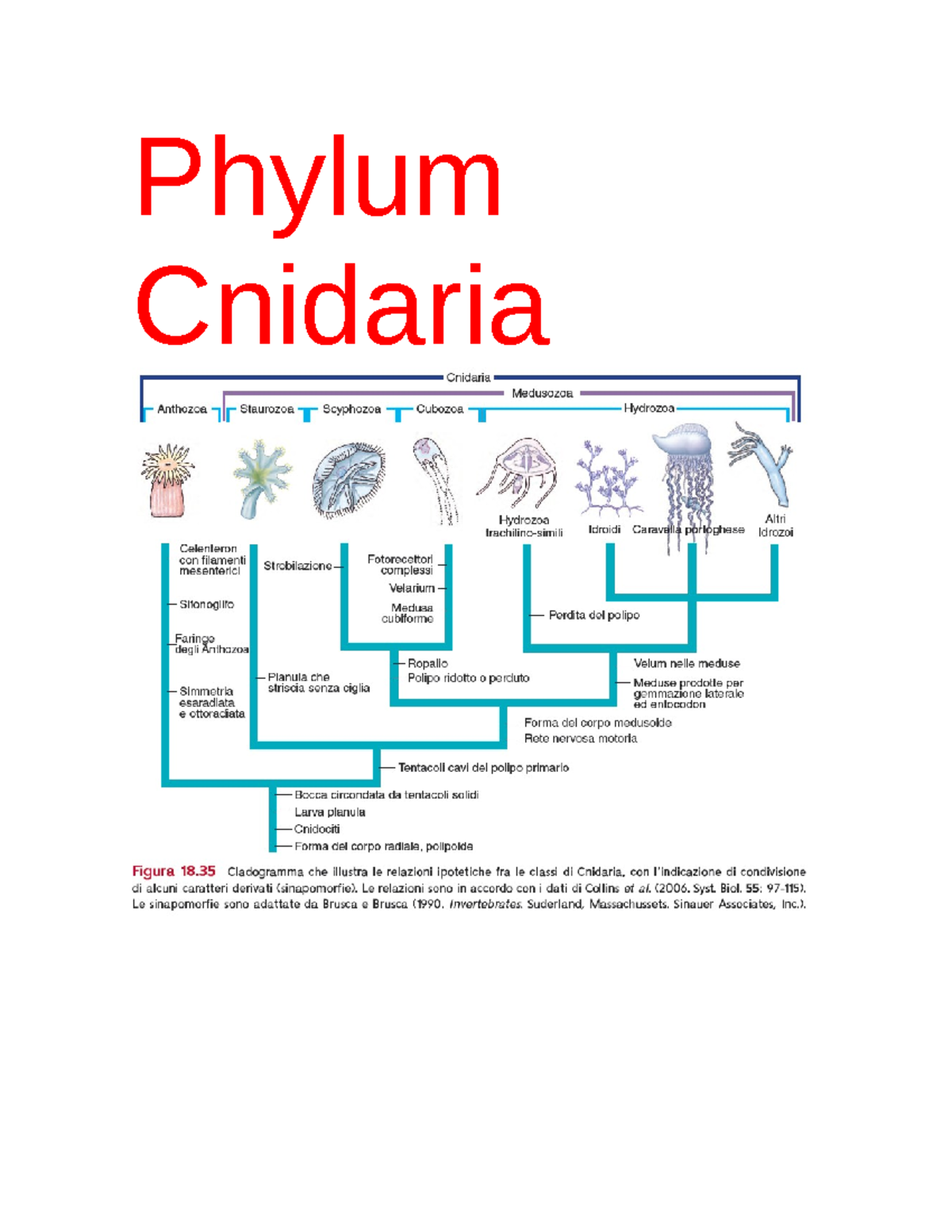 Cnidaria - Phylum Cnidaria ####### Clade Radiata ####### 2 phyla ...
