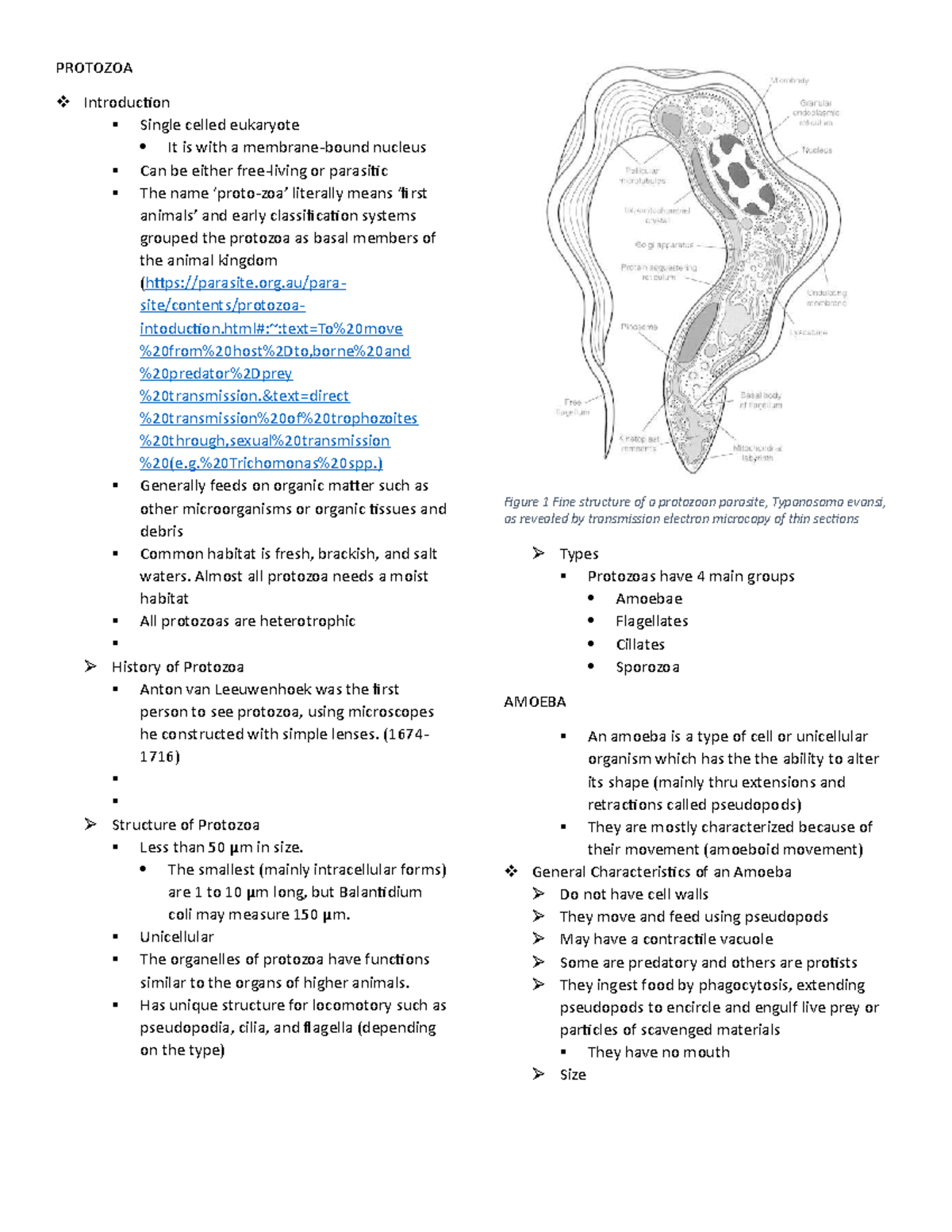 PARA-LEC (Protozoa) - Medtech Notes - PROTOZOA Introduction Single ...