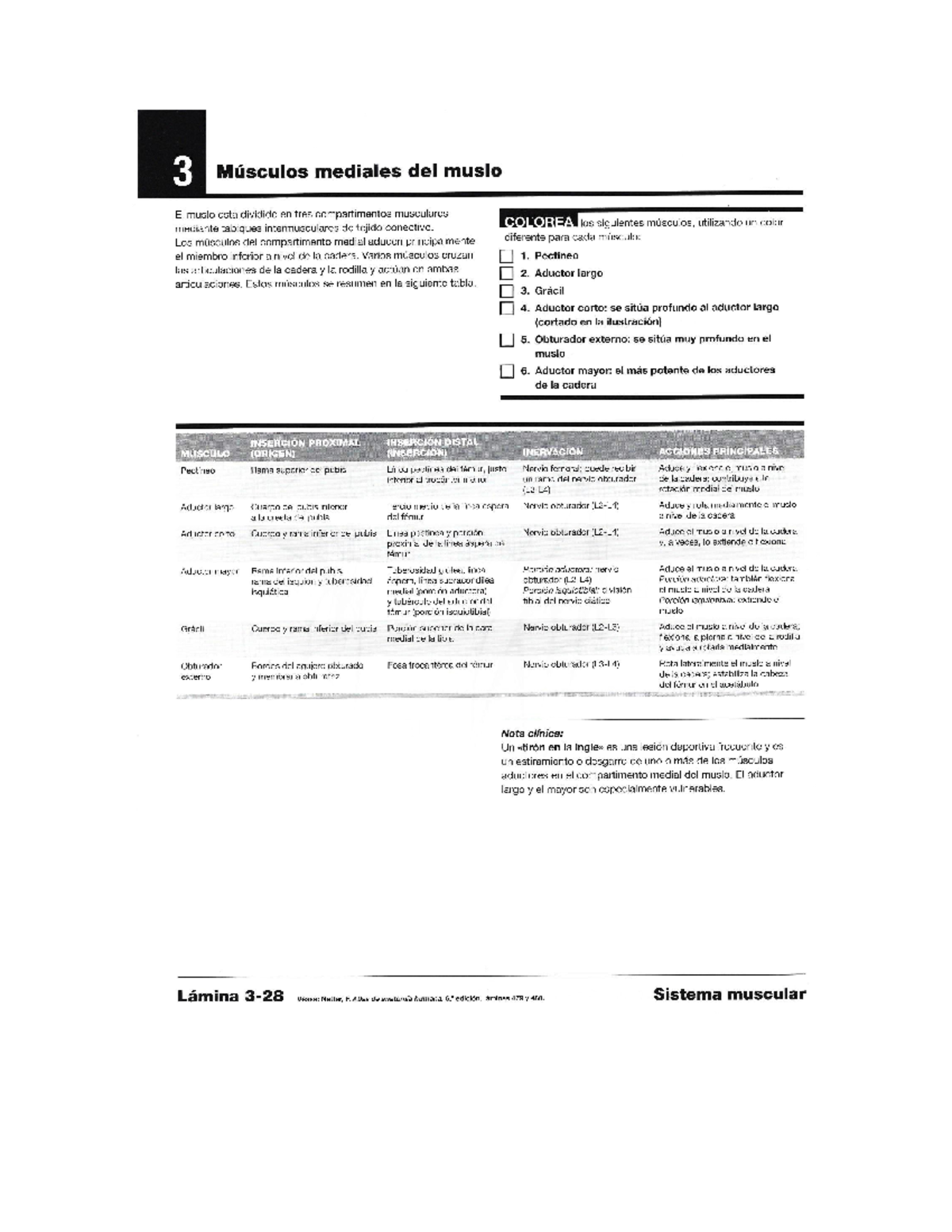 Musculos netter - libro colorear - Anatomía Humana - Studocu